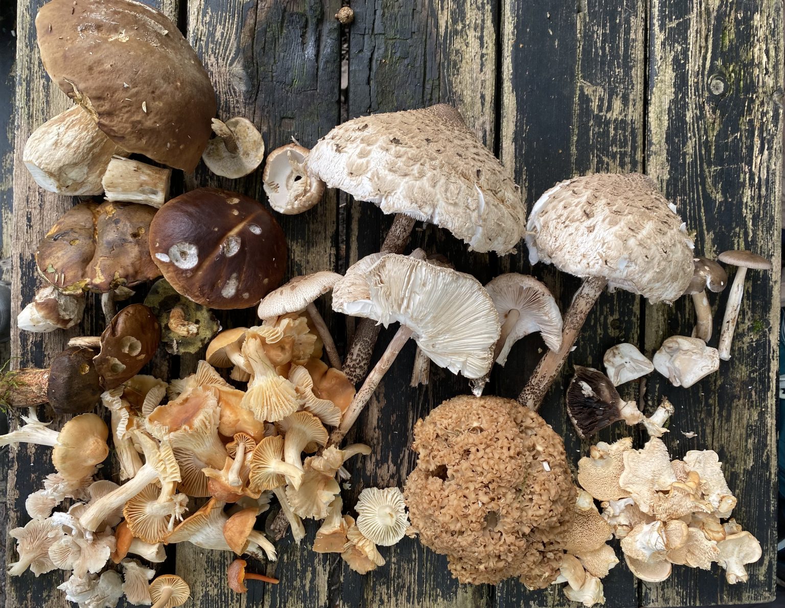 UK Funghi Forays | GetFunghi
